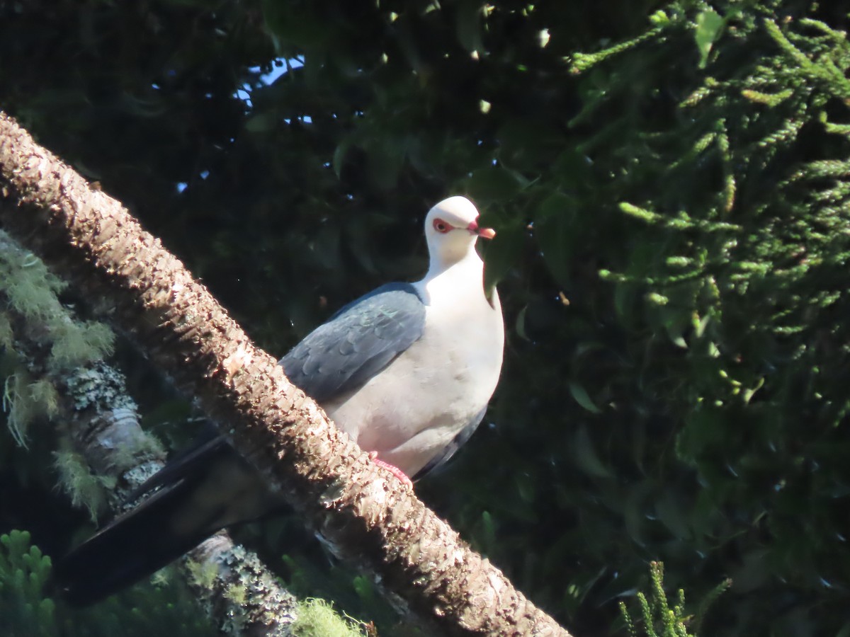 eBird Checklist - 7 Nov 2024 - O'Reilly's Rainforest Retreat--Centenary ...