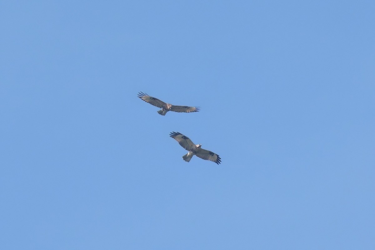 ML625990712 - Eastern Buzzard - Macaulay Library