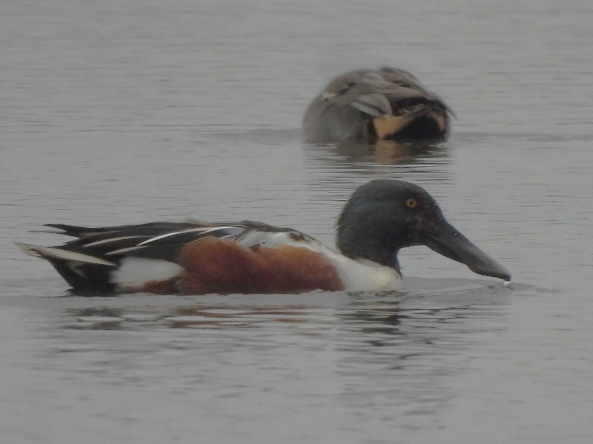 eBird Checklist - 8 Nov 2024 - Musselburgh Lagoons - 21 species
