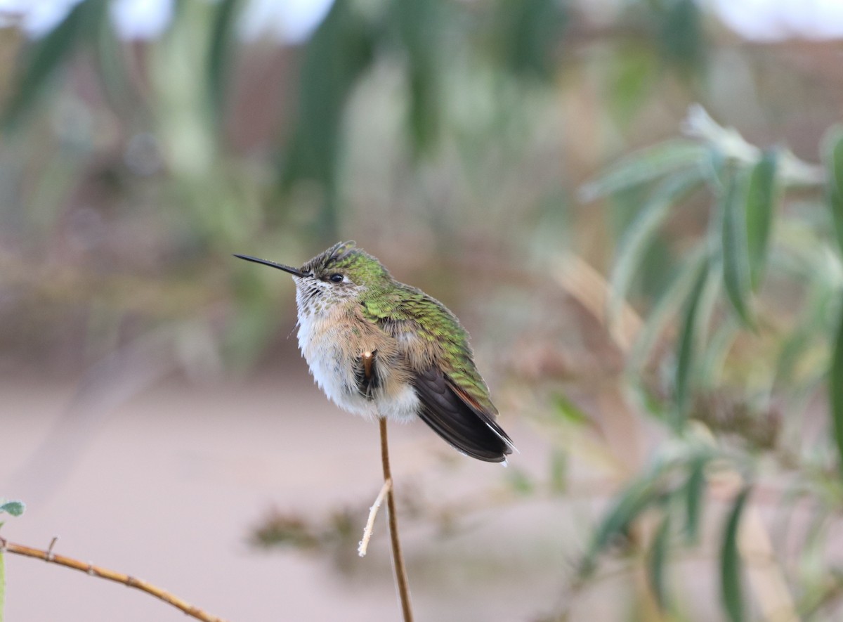 eBird Checklist - 8 Nov 2024 - Hackney Rd - 7 species (+1 other taxa)
