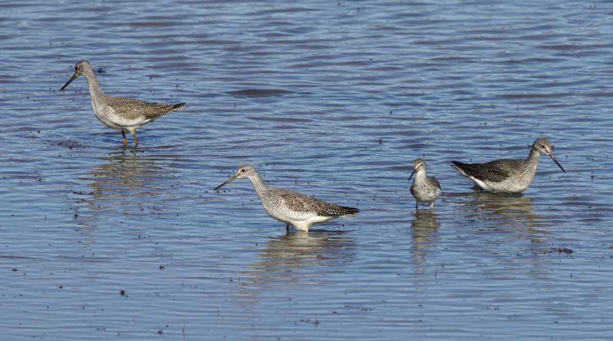 Pennsylvania Bird Atlas Checklist - 8 Nov 2024 - Hibernia County Park--Chambers Lake - 25 ...