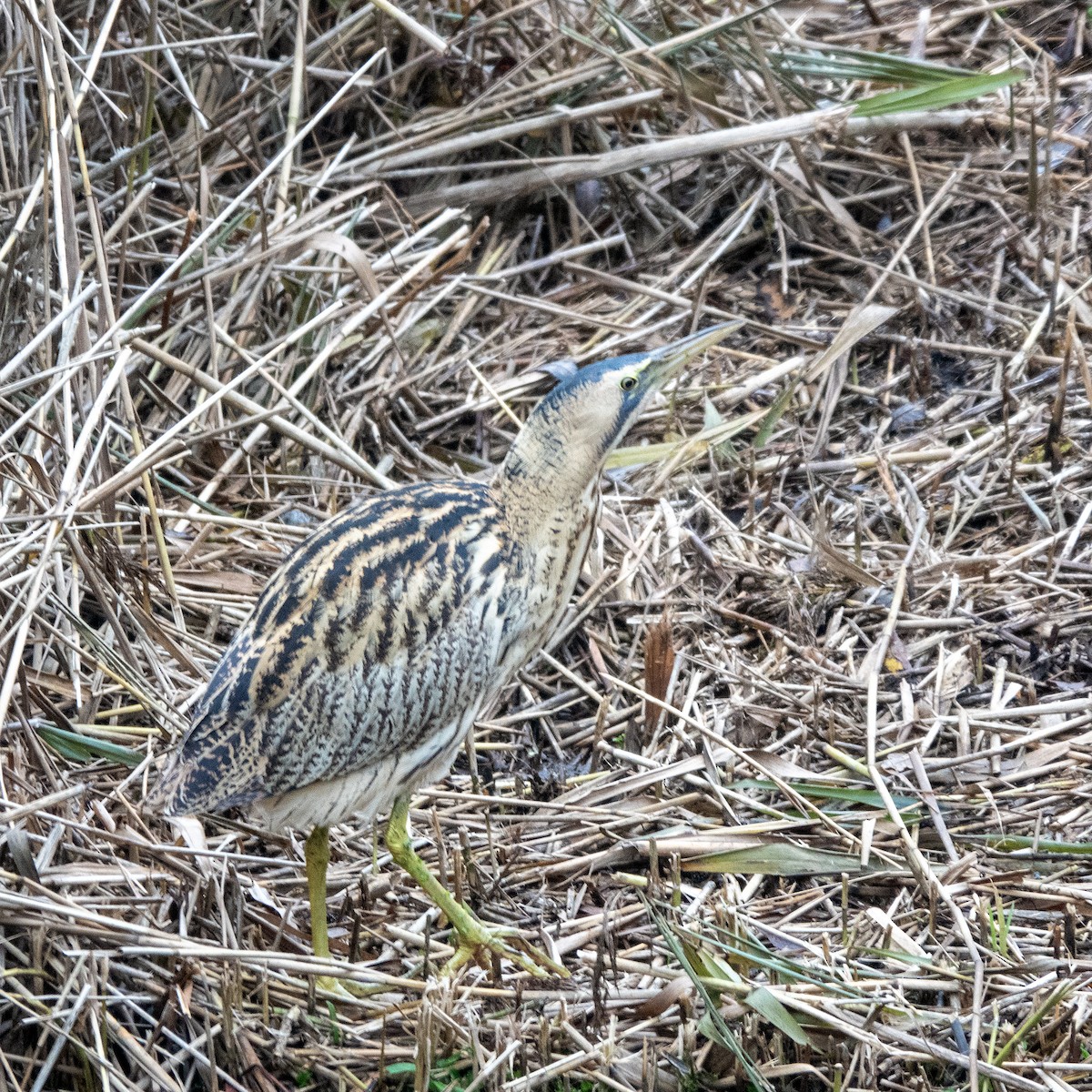 ML625996709 - Eurasian Bittern - Macaulay Library