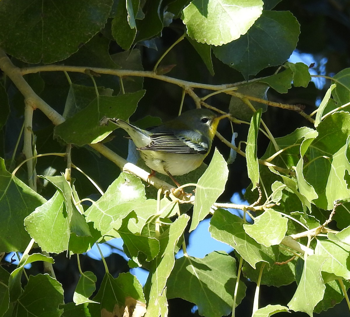 ML626002427 - Northern Parula - Macaulay Library