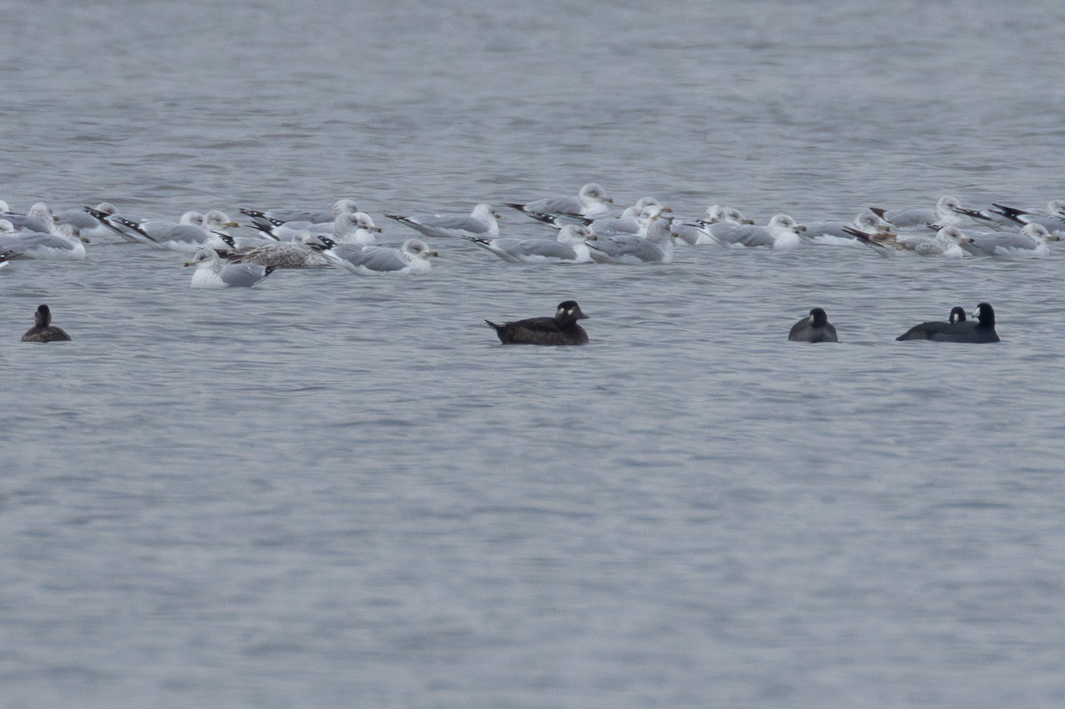 eBird Checklist - 8 Nov 2024 - Capitol Beach Lake - 25 species