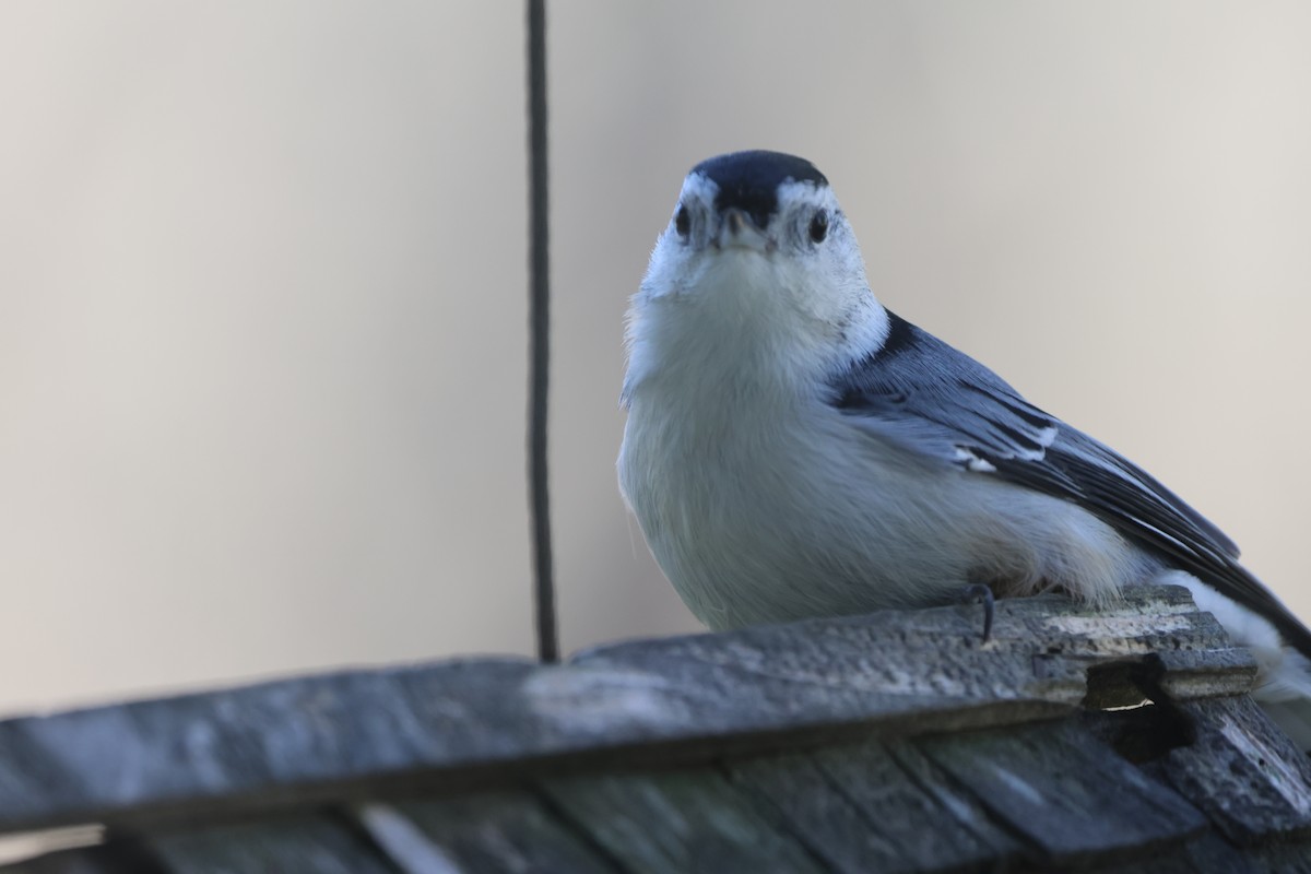 ML626008110 - White-breasted Nuthatch - Macaulay Library