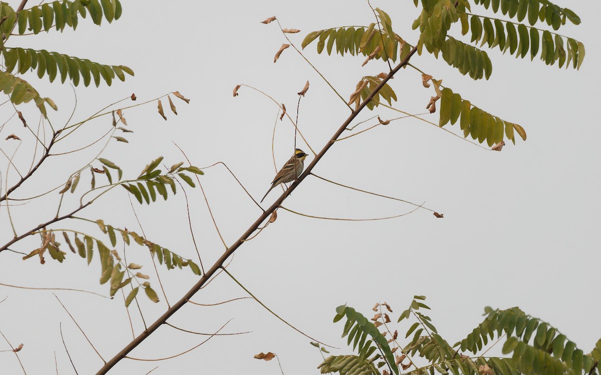 eBird Checklist - 9 Nov 2024 - 滹沱河特大桥 (Hutuo River Grand Bridge) - 28 ...