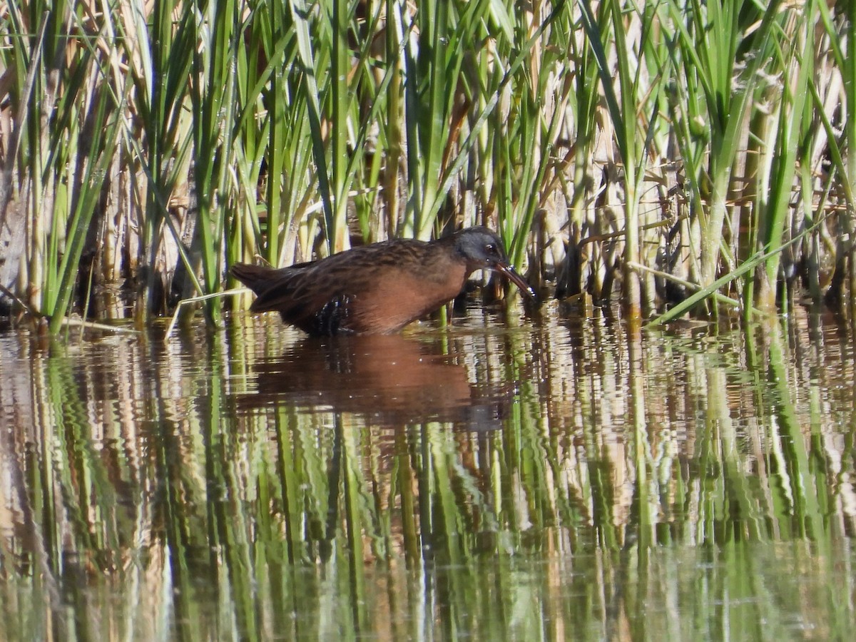 eBird Checklist - 8 Nov 2024 - Piute Ponds (permit required) - 59 species