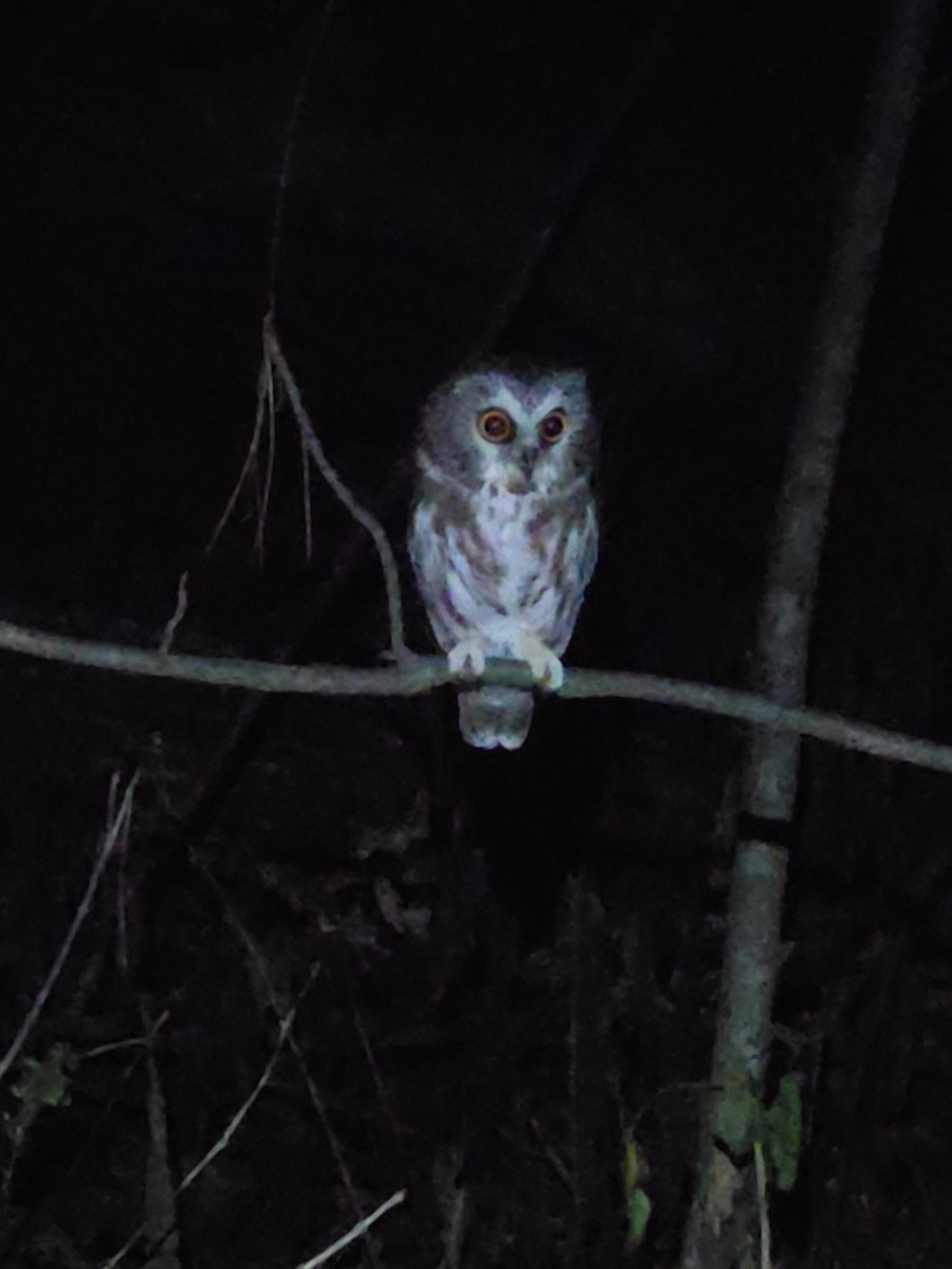 eBird Checklist - 8 Nov 2024 - Purdue University--Martell Forest - 1 ...