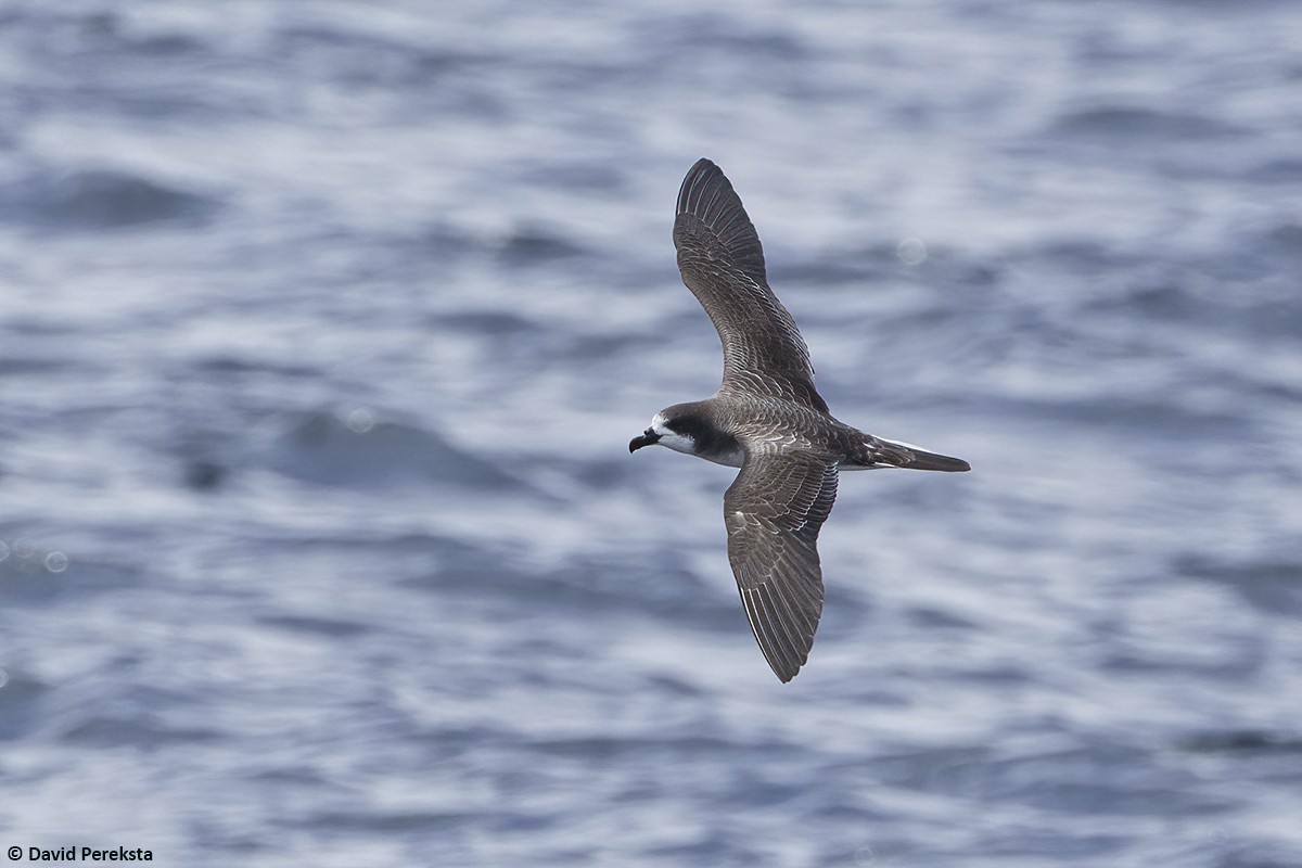 eBird Checklist - 26 Oct 2024 - Cruising From San Cristobal to Santa Fe ...