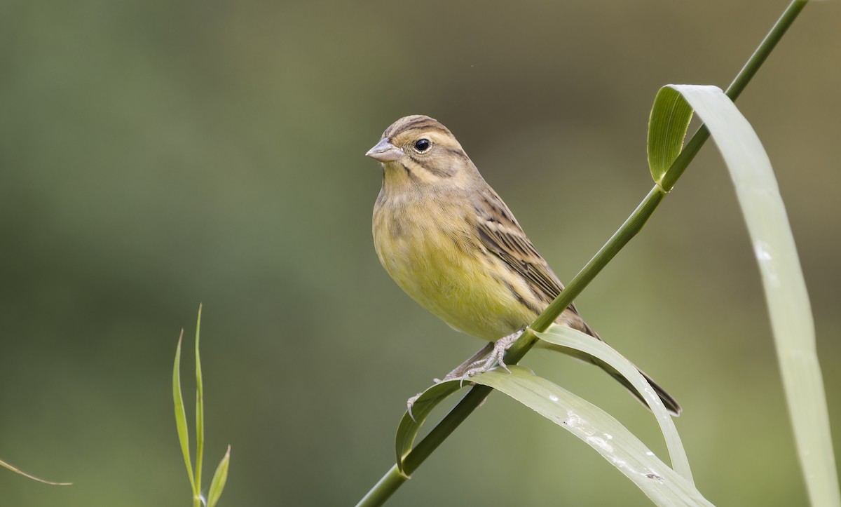 ML626027024 - Yellow-breasted Bunting - Macaulay Library
