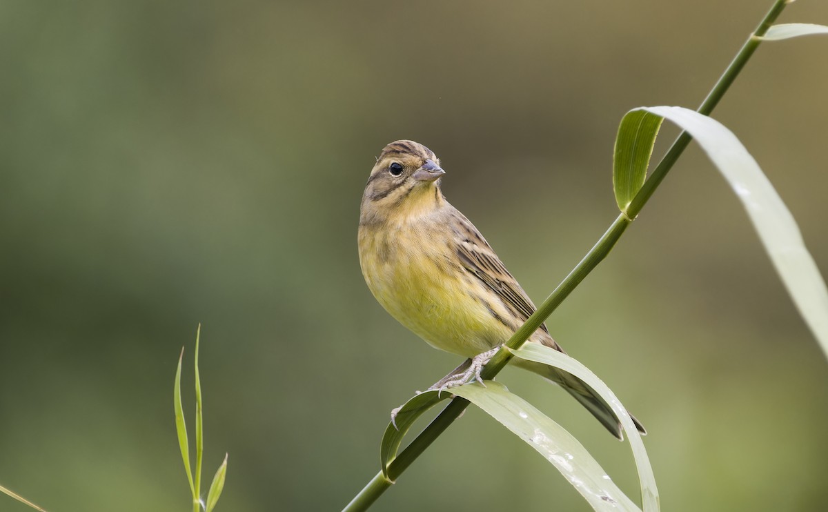 ML626027026 - Yellow-breasted Bunting - Macaulay Library