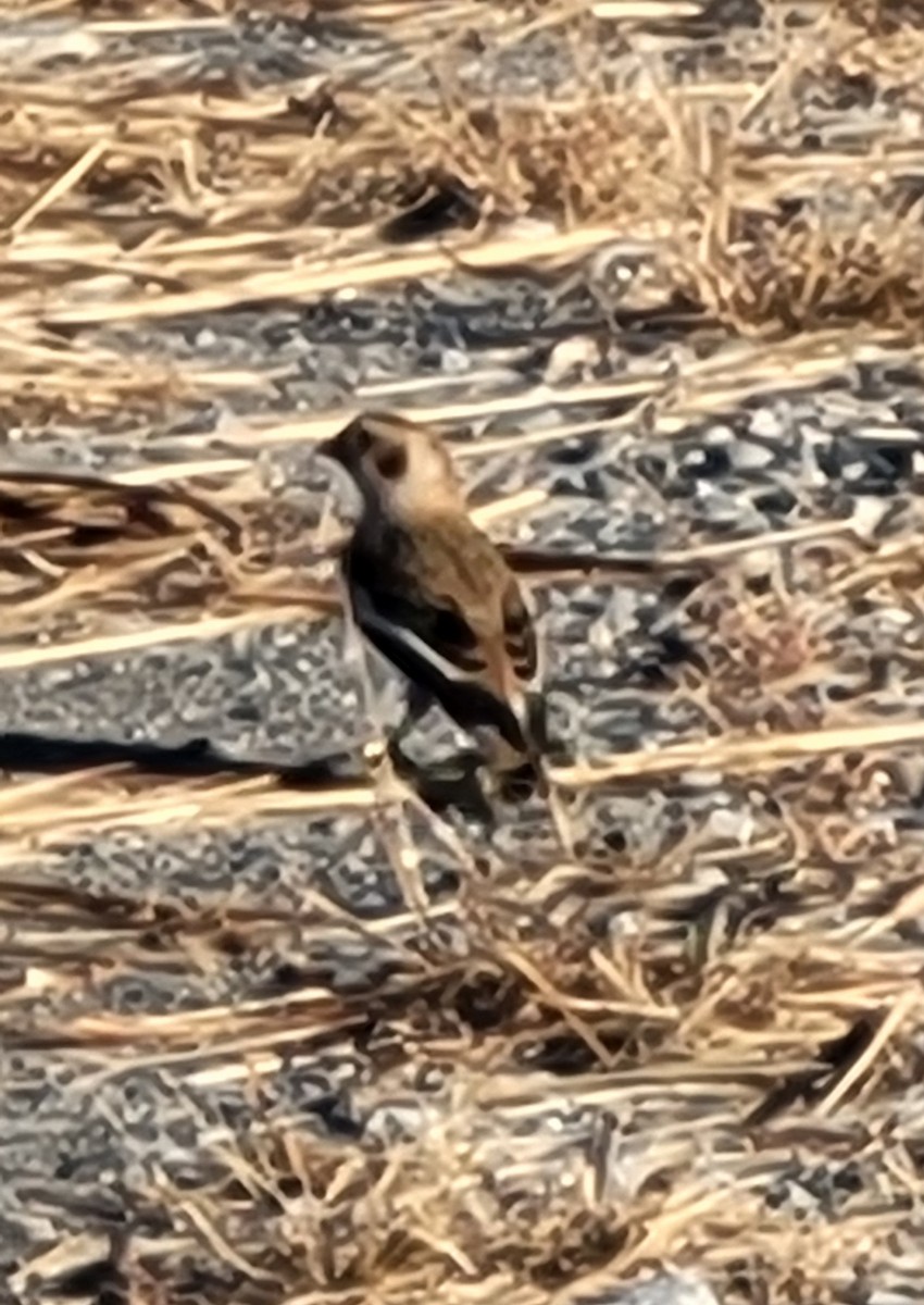 eBird Checklist - 8 Nov 2024 - Bombay Hook National Wildlife Refuge ...