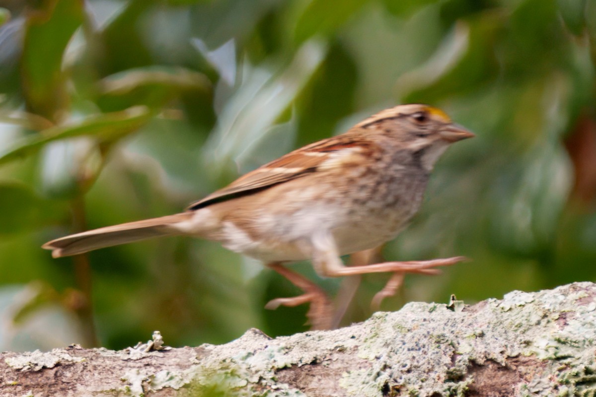 eBird Checklist - 9 Nov 2024 - Baton Rouge--Capitol Lake & Arsenal Park ...