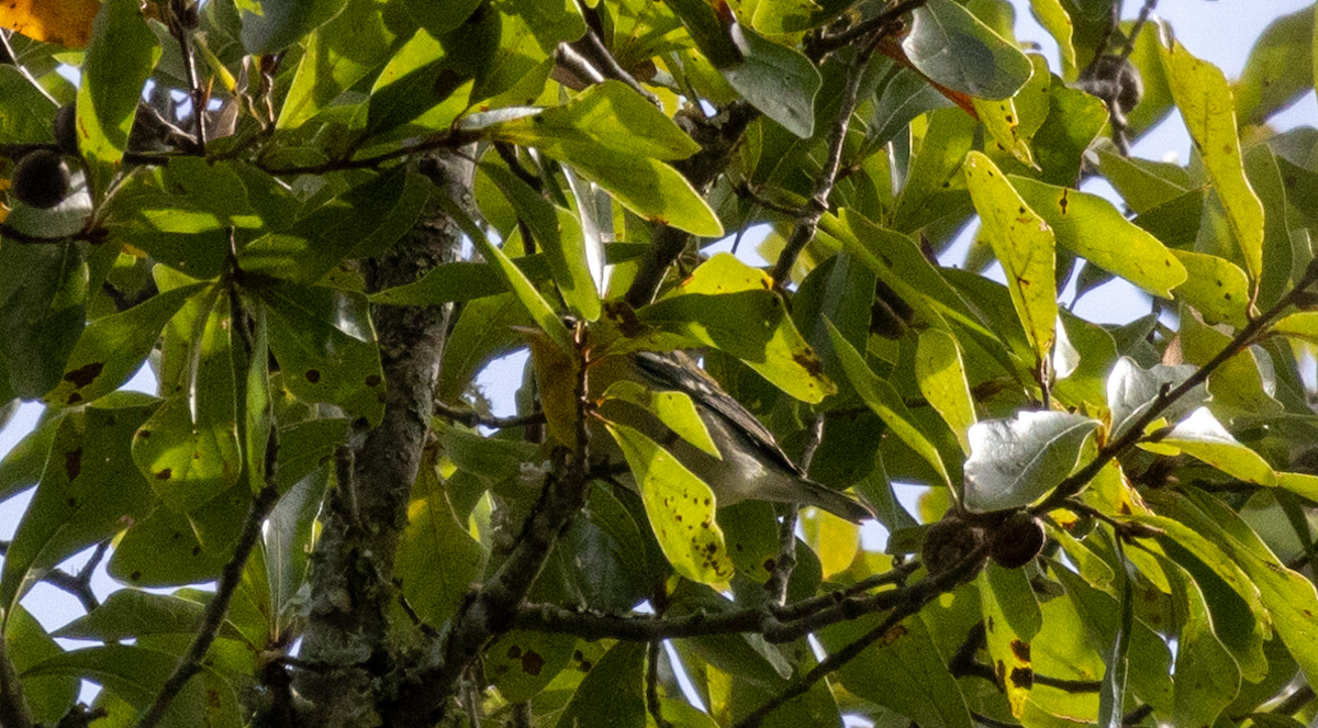 ML626034637 - Northern Parula - Macaulay Library