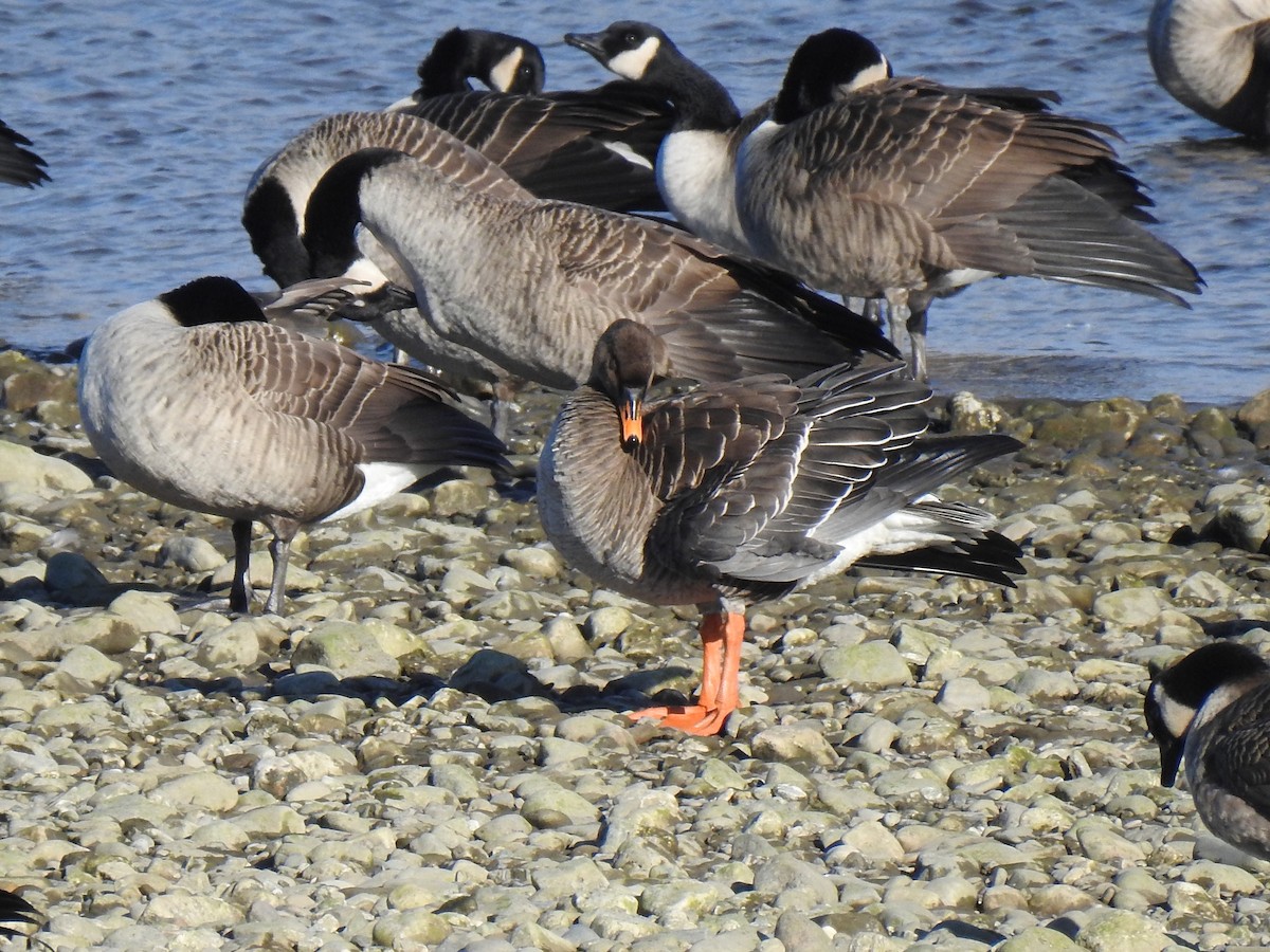 eBird Checklist - 9 Nov 2024 - Baie Rivière Matane - 14 species