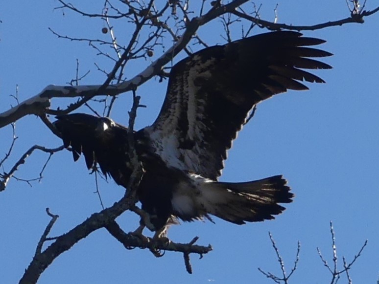 ML626043577 - Bald Eagle - Macaulay Library