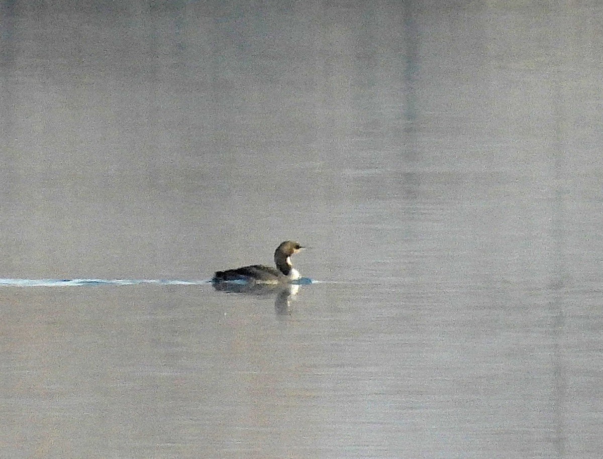 eBird Checklist - 9 Nov 2024 - Helena Valley Regulating Reservoir - 23 ...