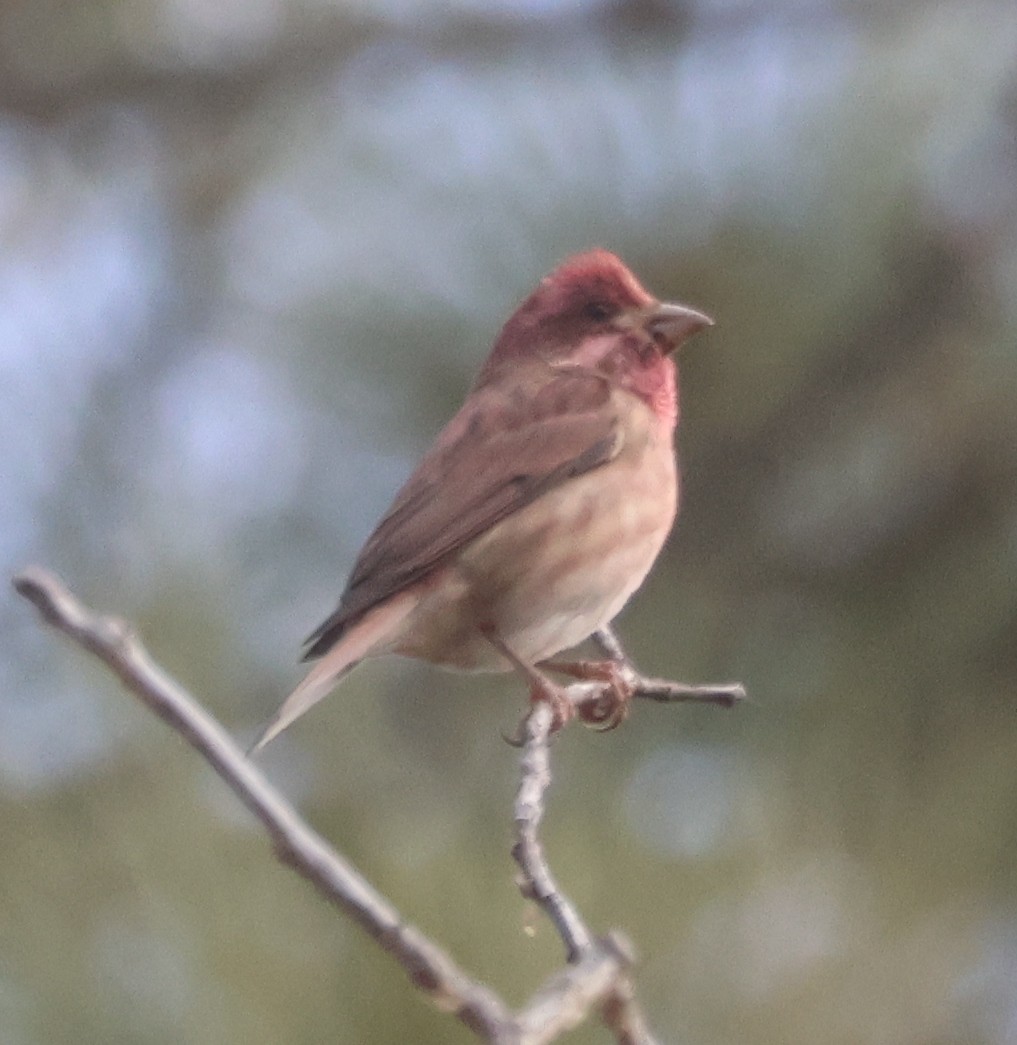 eBird Checklist - 9 Nov 2024 - McBride Springs Campground - 8 species