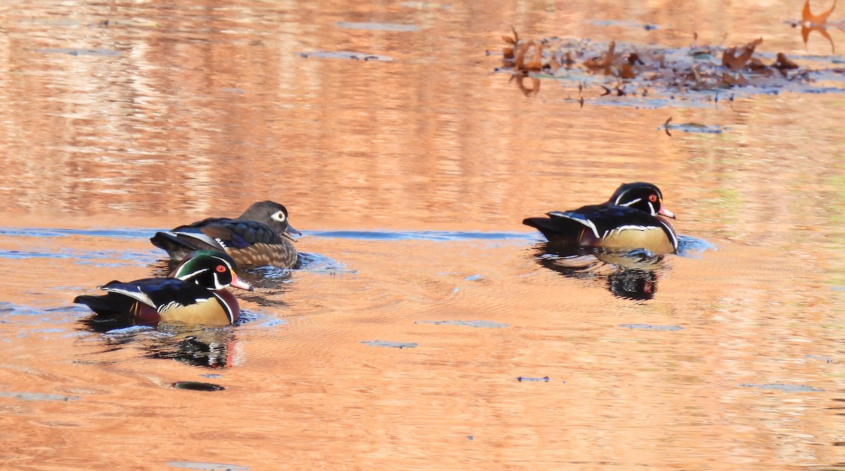 eBird Checklist - 9 Nov 2024 - Mount Feake Cemetery - 24 species