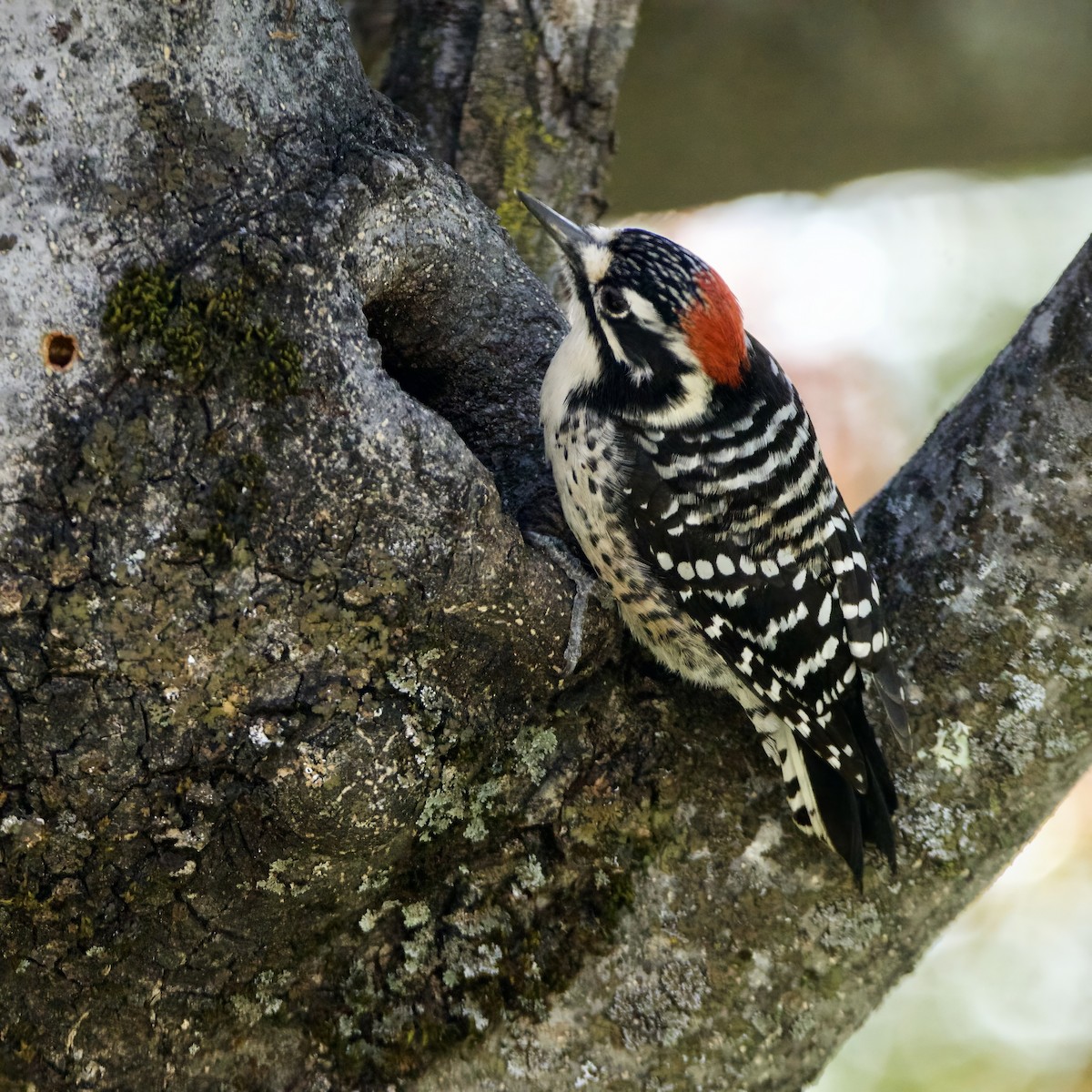 ML626049803 - Nuttall's Woodpecker - Macaulay Library