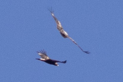 eBird Checklist - 9 Nov 2024 - Ashland Nature Center and Hawk Watch ...