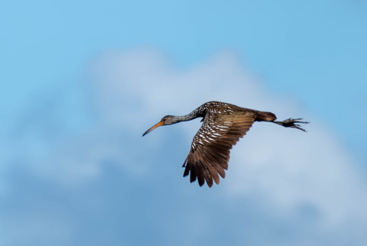 eBird Checklist - 9 Nov 2024 - Loxahatchee NWR - 41 species