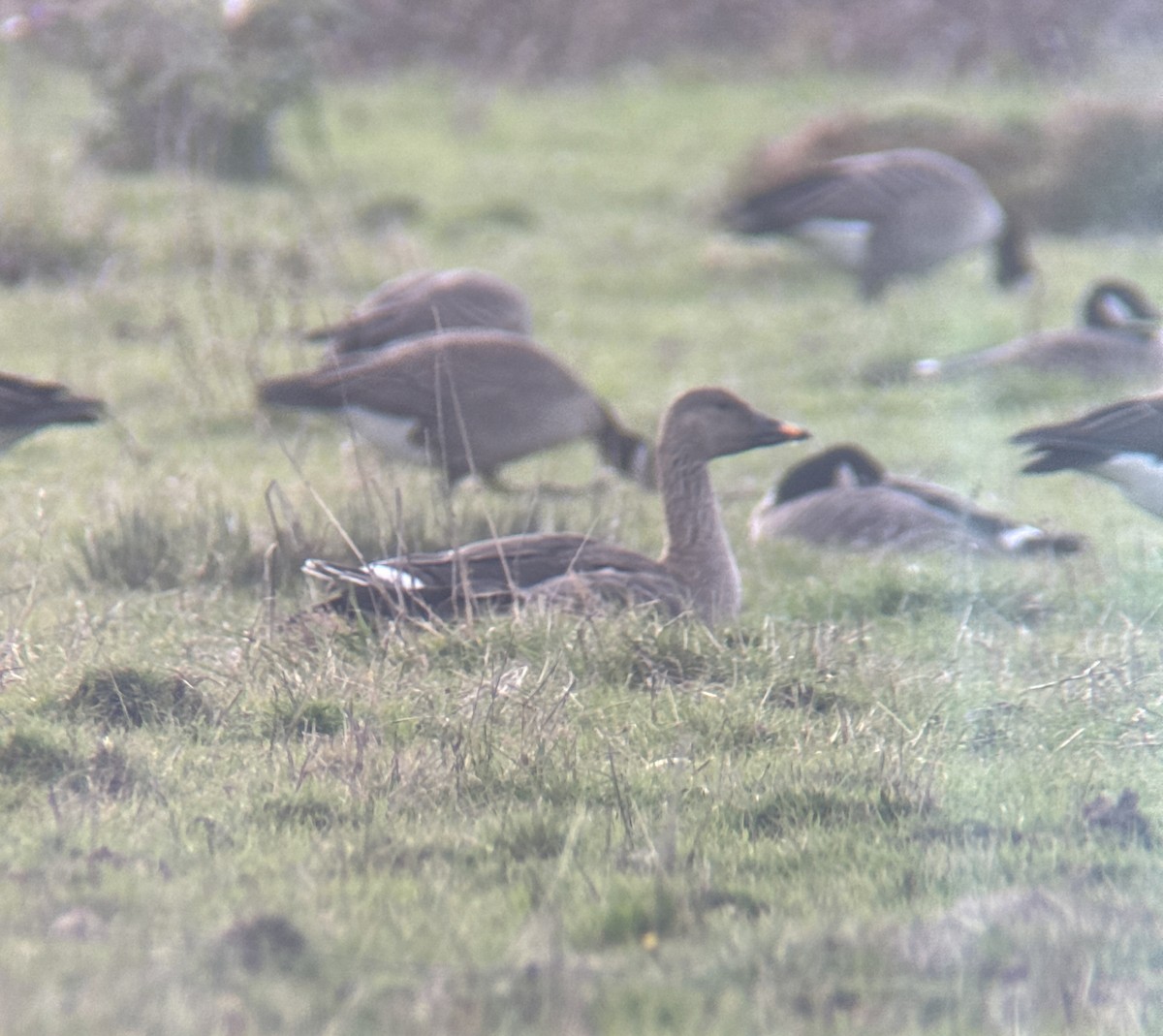 eBird Checklist - 9 Nov 2024 - Arcata Bottoms--Moxon Ln. dairy/Vaissade ...