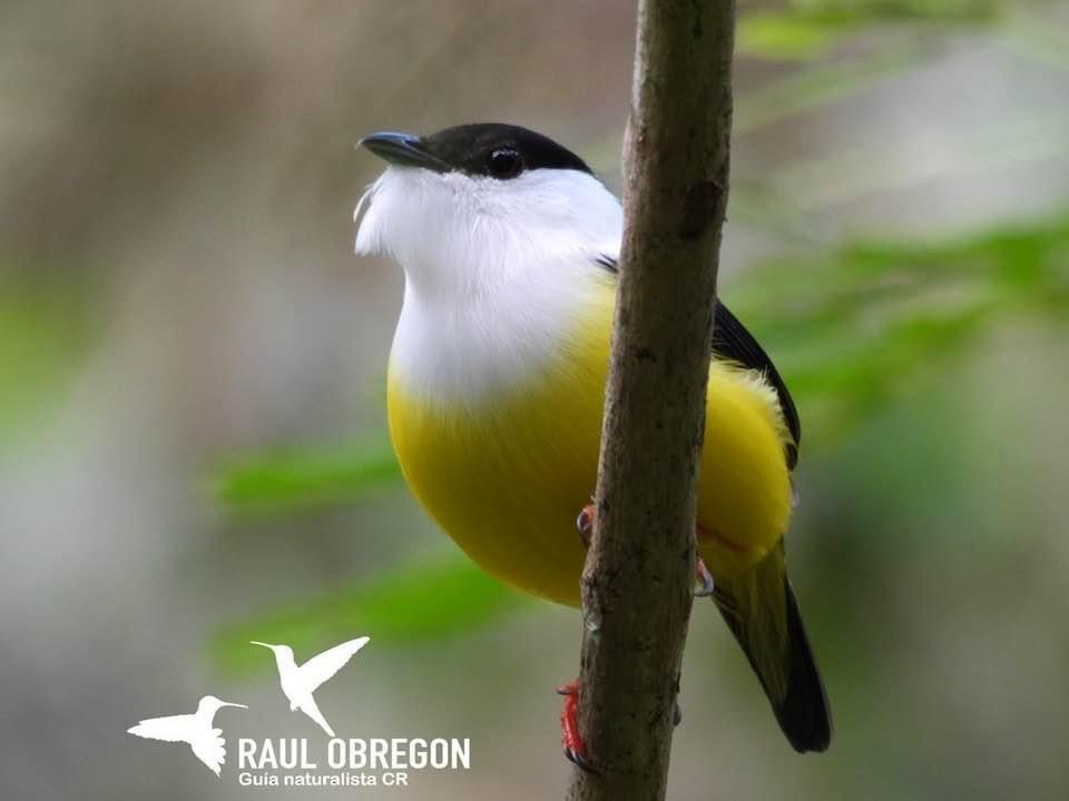 eBird Checklist - 9 Nov 2024 - Arenal--Mirador El Silencio - 54 species