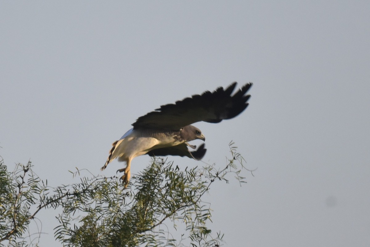 eBird Checklist - 7 Nov 2024 - King Ranch--Norias Division (Kenedy Co ...