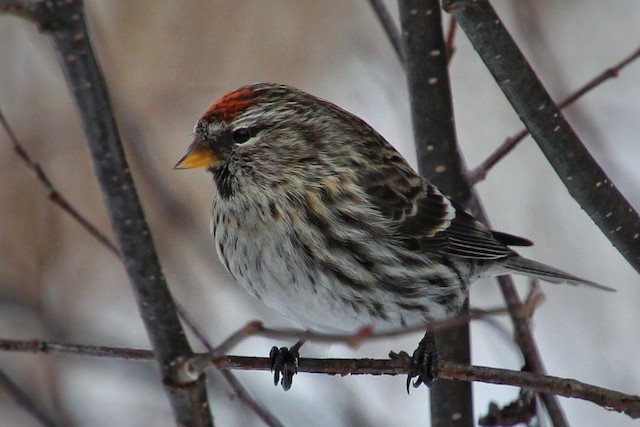 New Hampshire, United States - eBird