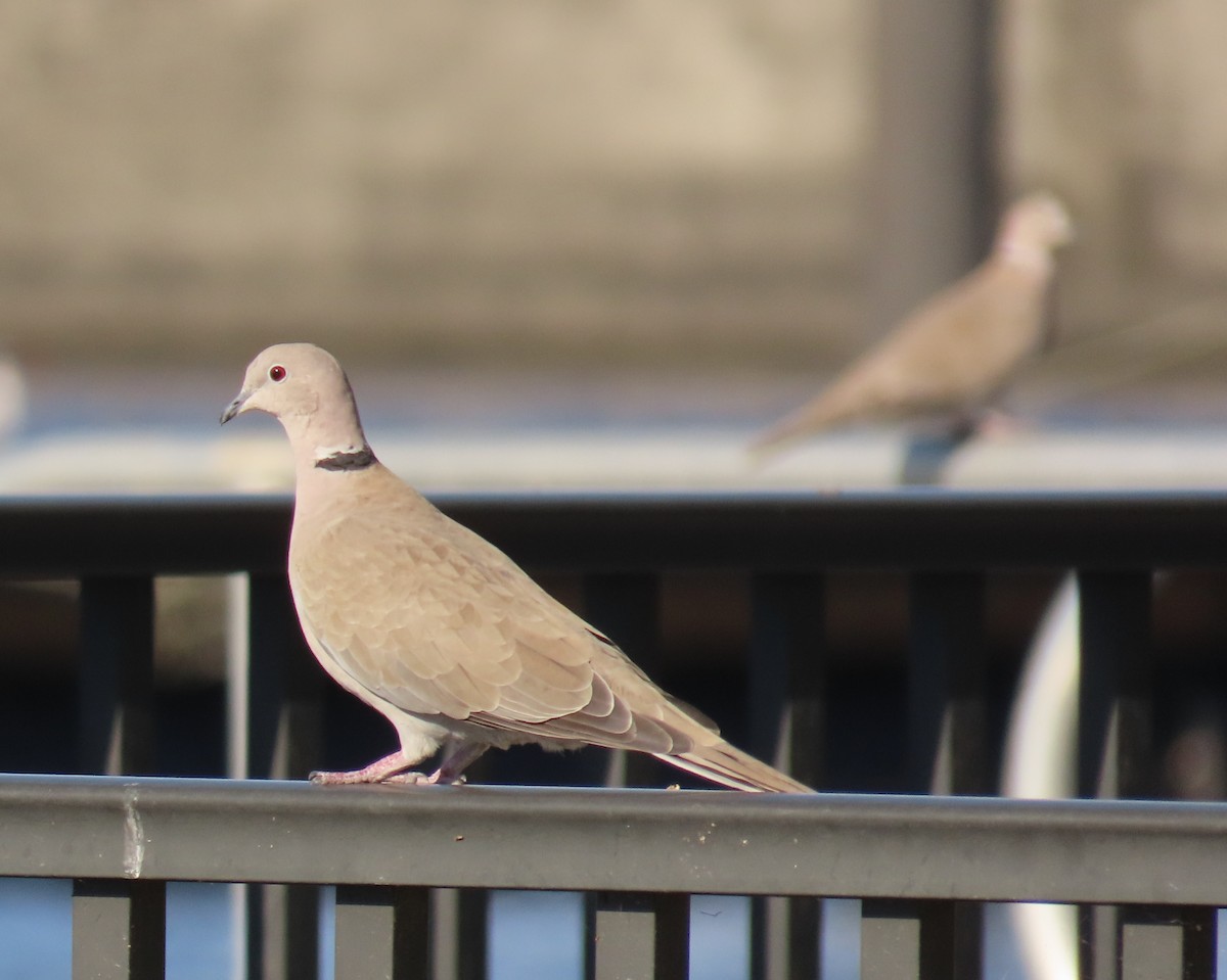 eBird Checklist - 9 Nov 2024 - Pahokee Marina (Lake Okeechobee) - 12 ...