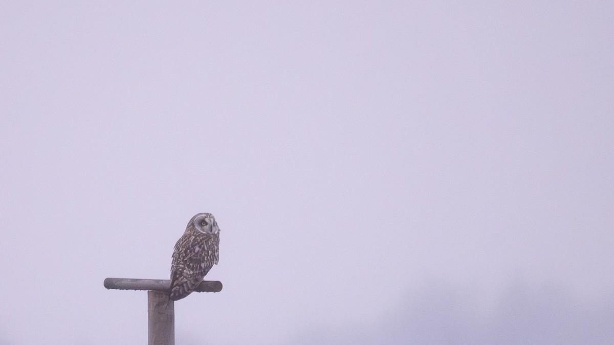 eBird Checklist - 9 Nov 2024 - Samish Flats--East 90 - 11 species (+1 ...