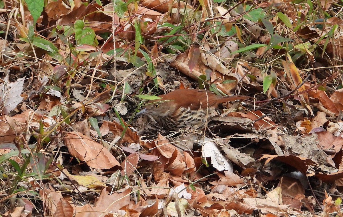 eBird Checklist - 10 Nov 2024 - Willcoxson Park Raven nest site - 29 ...