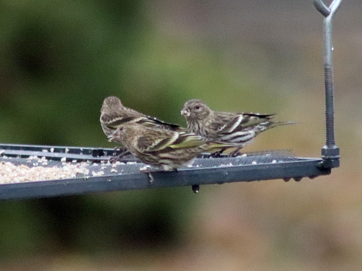 eBird Checklist - 10 Nov 2024 - Plessner Residence - 11 species
