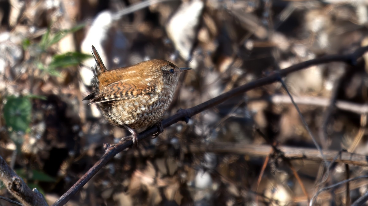 ML626086468 - Winter Wren - Macaulay Library