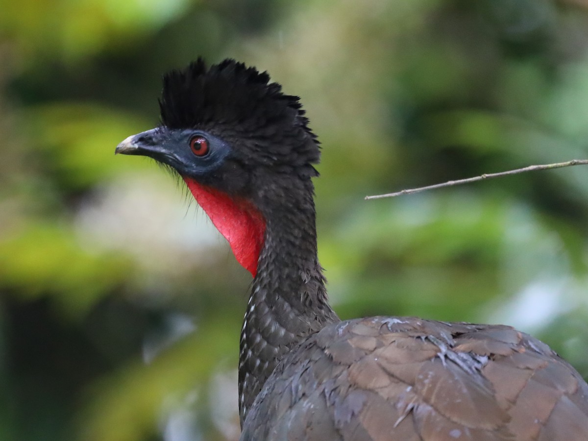 eBird Checklist - 10 Nov 2024 - Arenal Observatory Lodge - 55 species