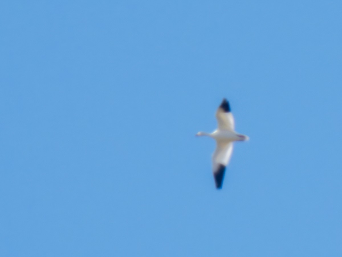 eBird Checklist - 9 Nov 2024 - John Paul Landing Park - 34 species