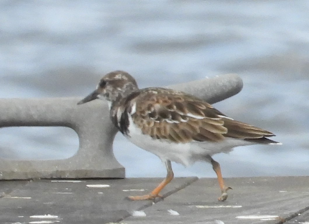 eBird Checklist - 10 Nov 2024 - Pahokee Marina (Lake Okeechobee) - 15 ...