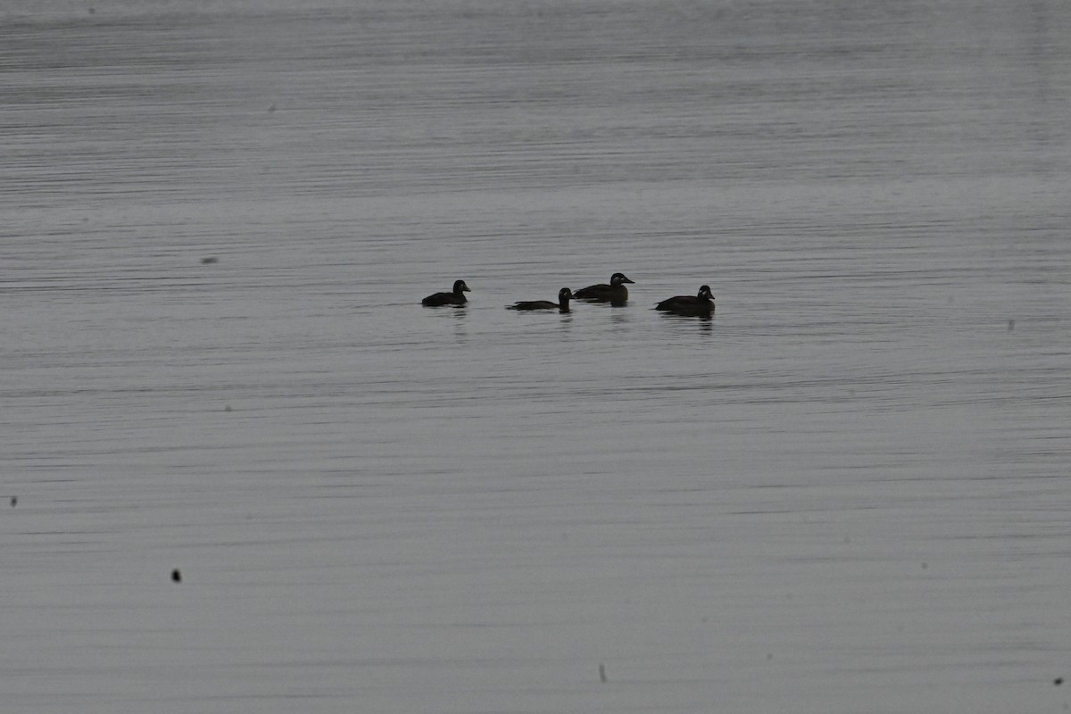 eBird Checklist - 10 Nov 2024 - Park Point--Duluth Rowing Club - 2 species