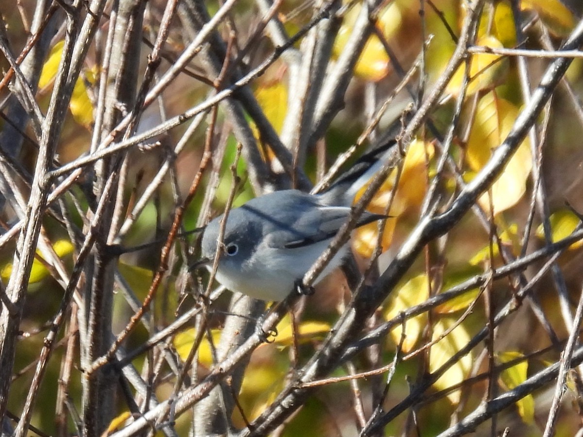 eBird Checklist - 10 Nov 2024 - Cap Brûlé - 23 species