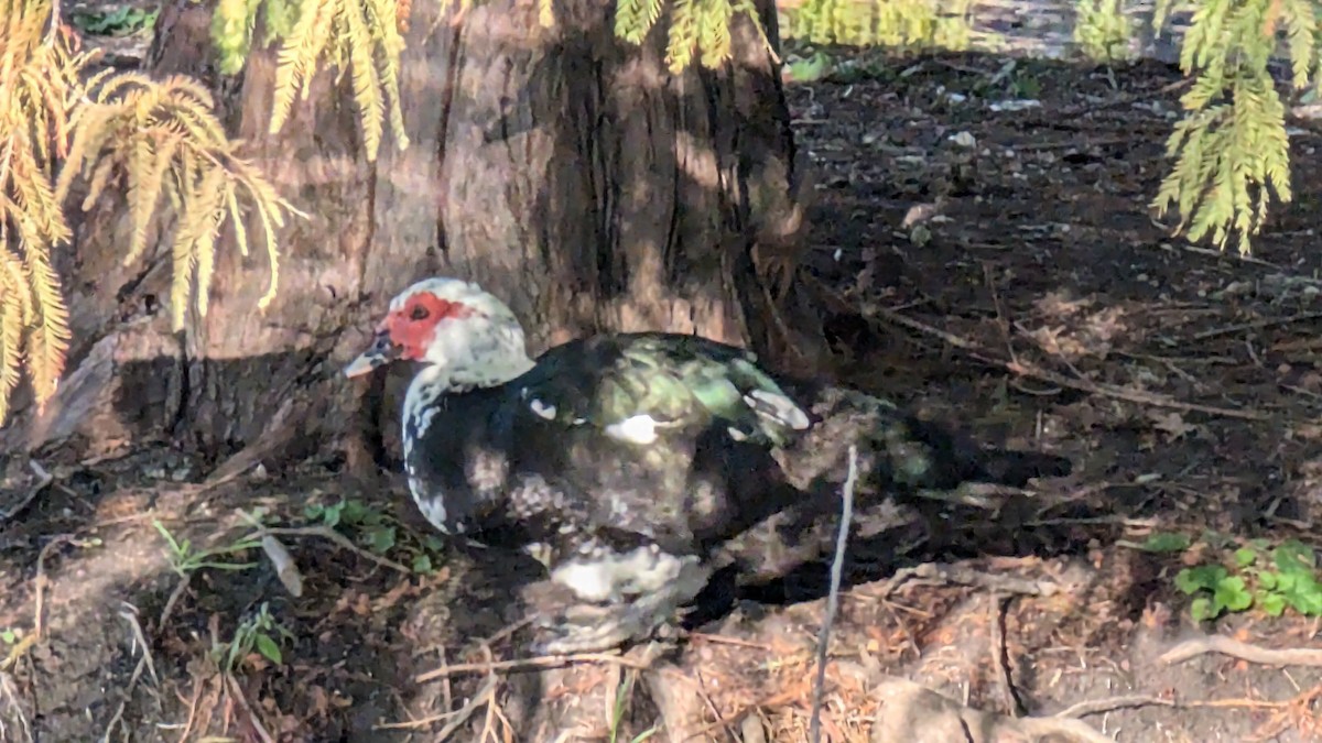 eBird Checklist - 10 Nov 2024 - Country Brook Park & Pond (Collin Co ...