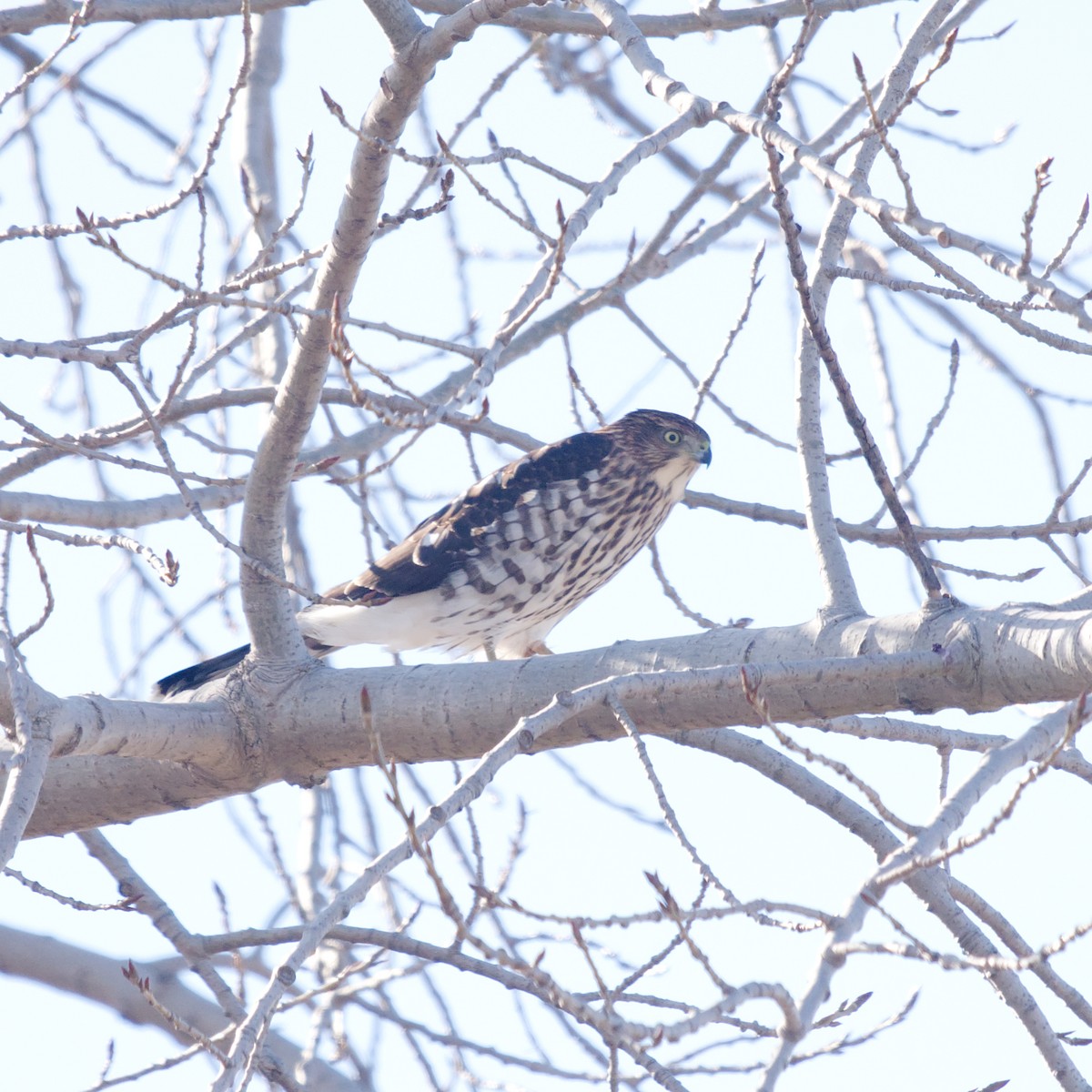 eBird Checklist - 10 Nov 2024 - Bear Creek Sanctuary (restricted access ...
