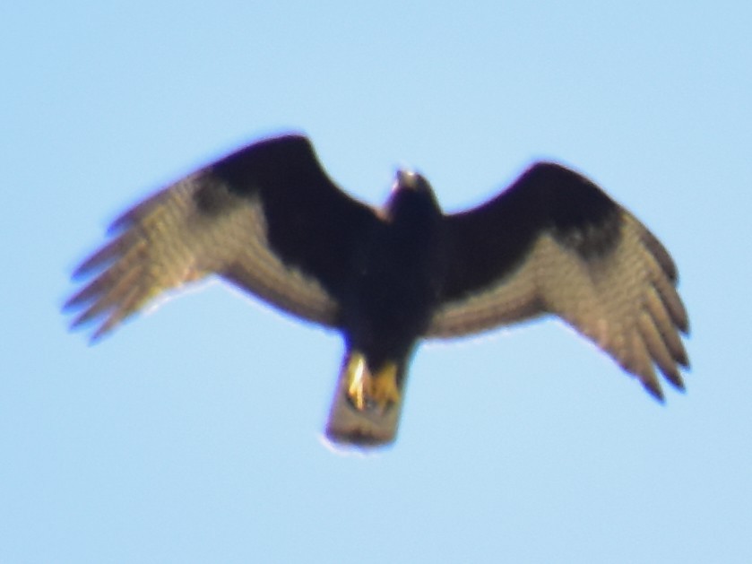 eBird Checklist - 10 Nov 2024 - King Ranch--Norias Division (Kenedy Co ...