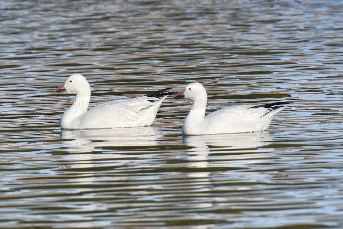 eBird Checklist - 10 Nov 2024 - Apollo Park - 30 species (+4 other taxa)