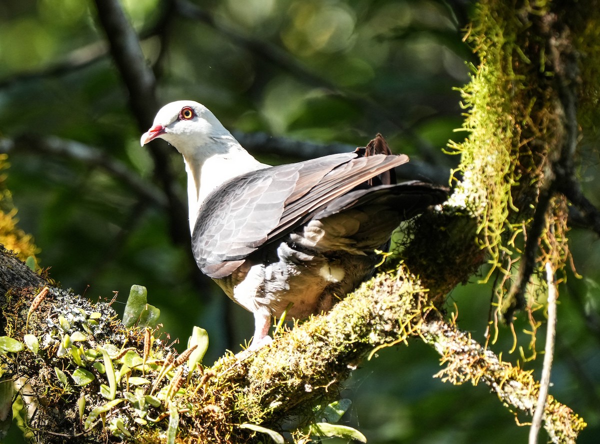 eBird Checklist - 10 Nov 2024 - Barrington Tops National Park ...