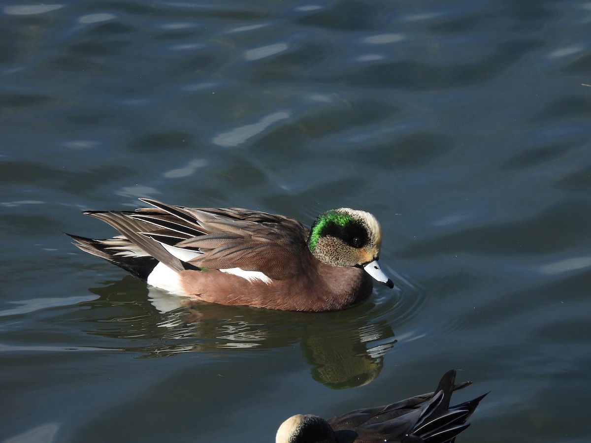 eBird Checklist - 10 Nov 2024 - Newport Back Bay - 11 species