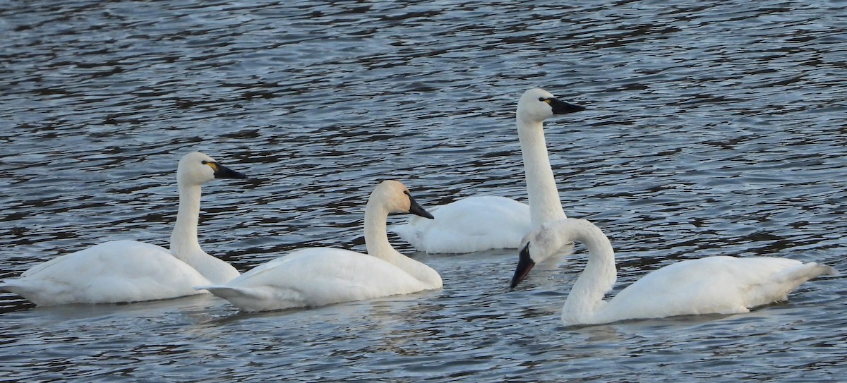 Pennsylvania Bird Atlas Checklist - 11 Nov 2024 - Donegal Lake - 10 species