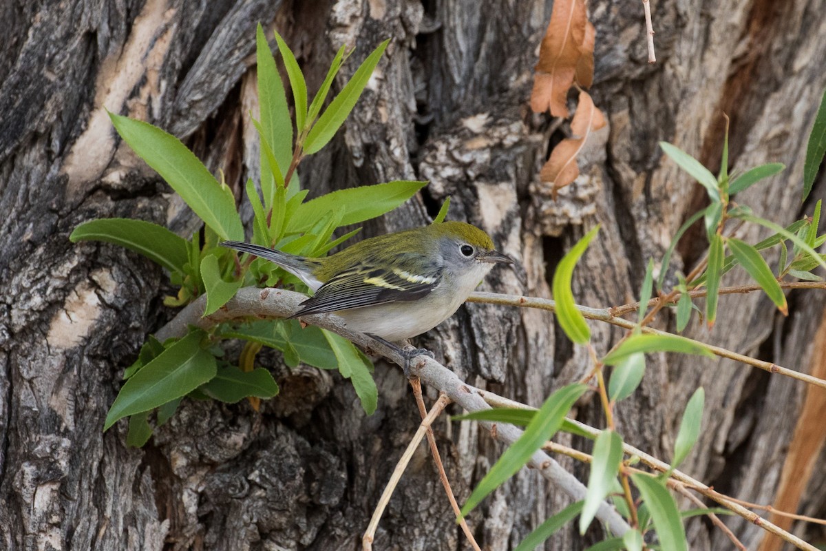 ML626136363 - Chestnut-sided Warbler - Macaulay Library
