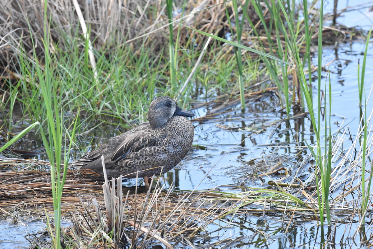 eBird Checklist - 10 Nov 2024 - South Padre Is.--Birding and Nature ...