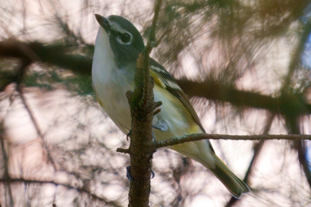 eBird Checklist - 11 Nov 2024 - Burden Gardens and Museum - 18 species